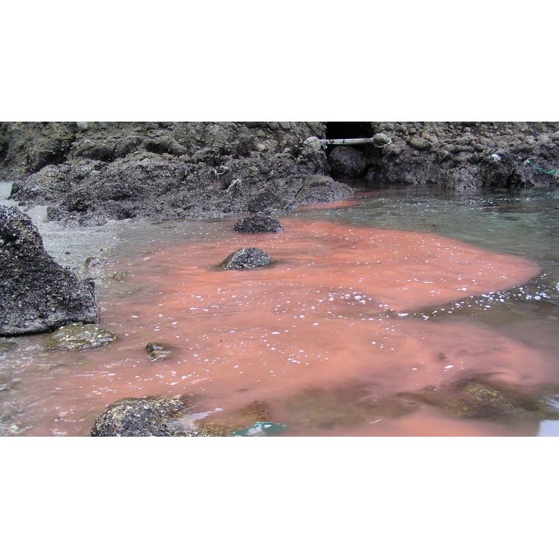 Une invasion d’algues rouges de 10 mois | Agence Science-Presse