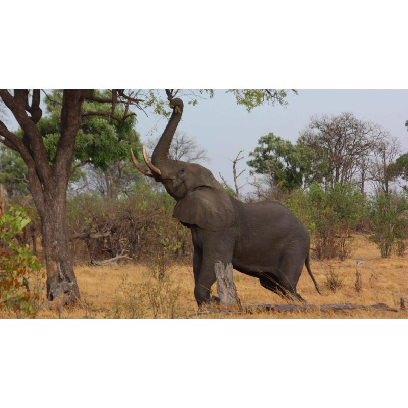 CSI: Éléphants | Agence Science-Presse