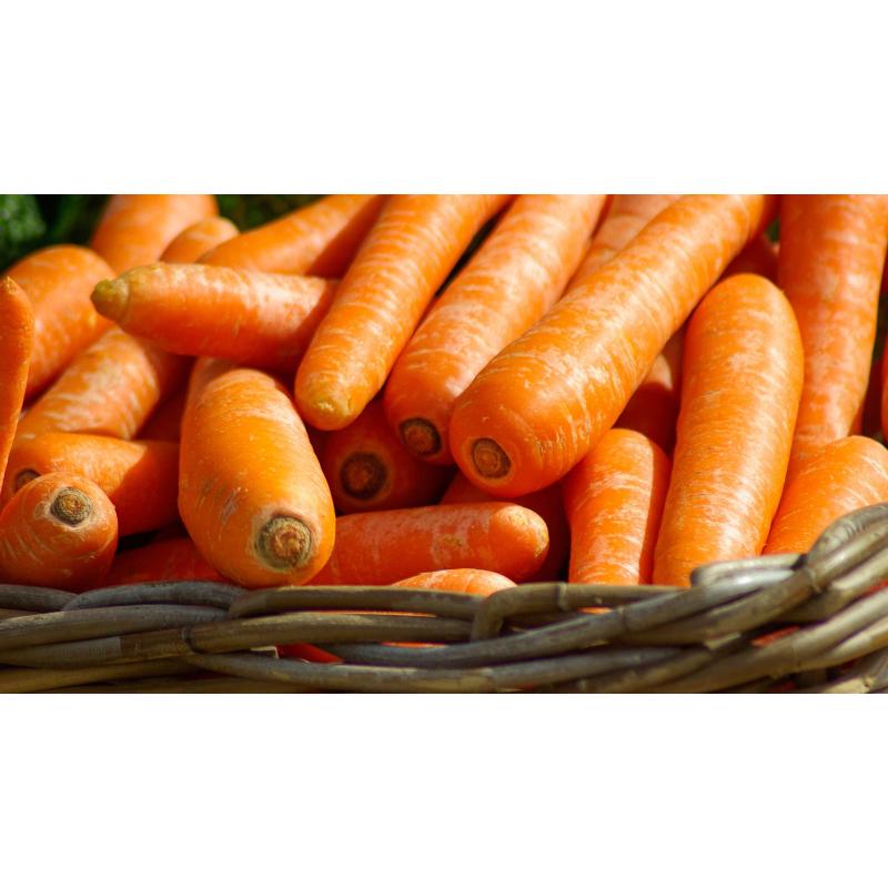 Manger des carottes est bon pour la vue? Vrai | Agence Science-Presse
