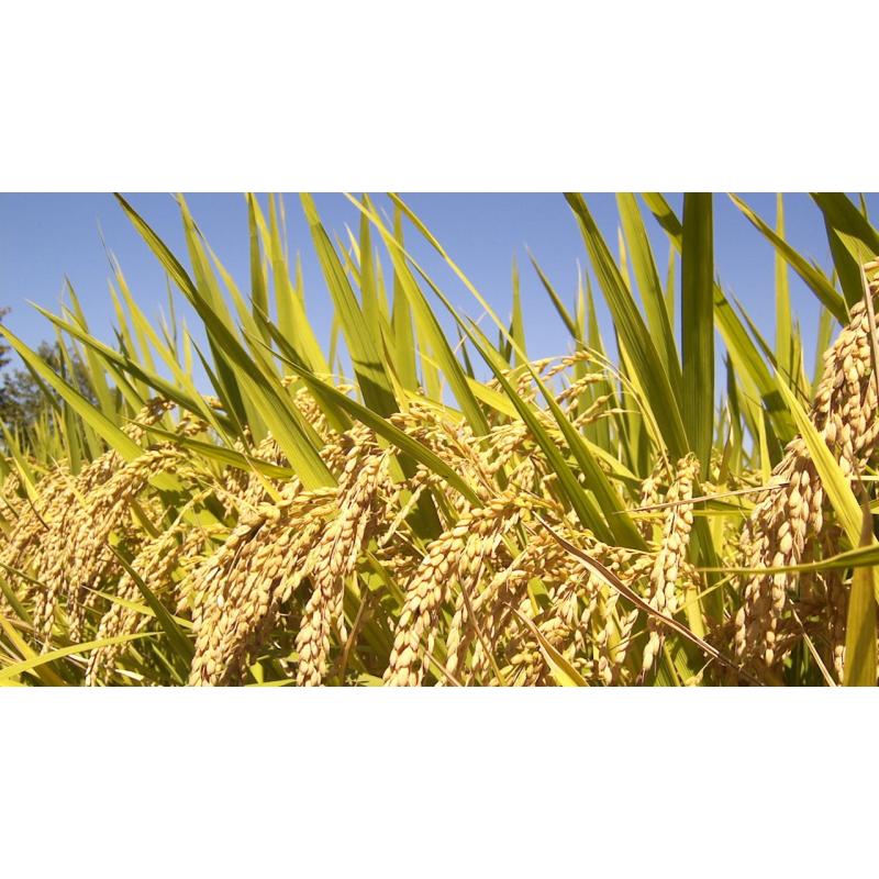 Des grains de riz contre le climat | Agence Science-Presse