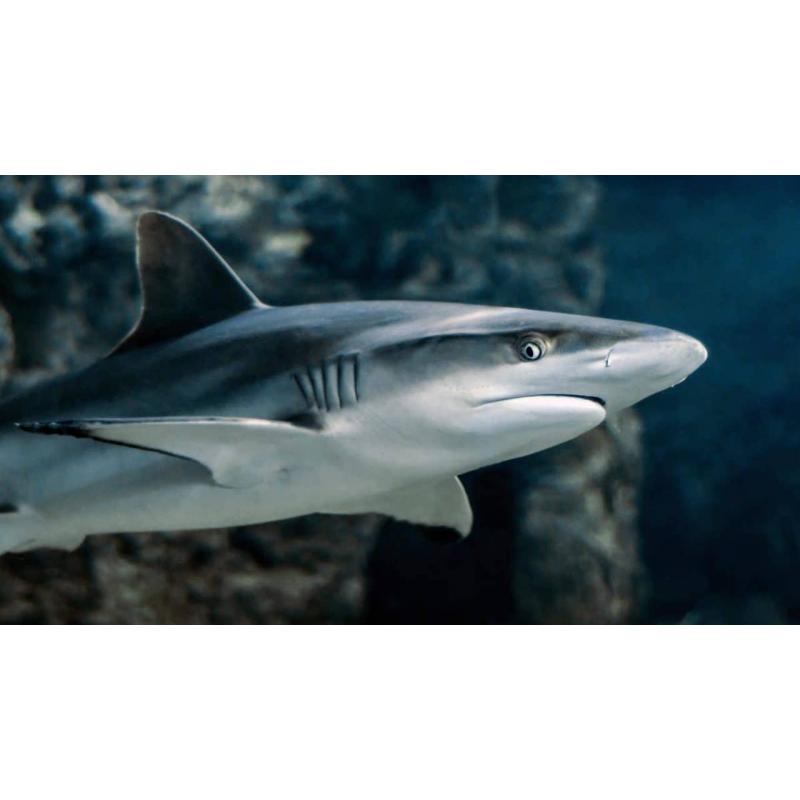 Requins en instance de disparition | Agence Science-Presse
