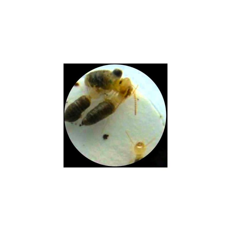 Termites explosives | Agence Science-Presse
