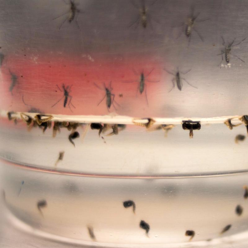 Le moustique chasse-moustique | Agence Science-Presse