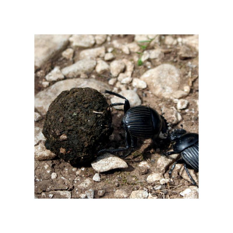 Le plus fort est dans la merde | Agence Science-Presse