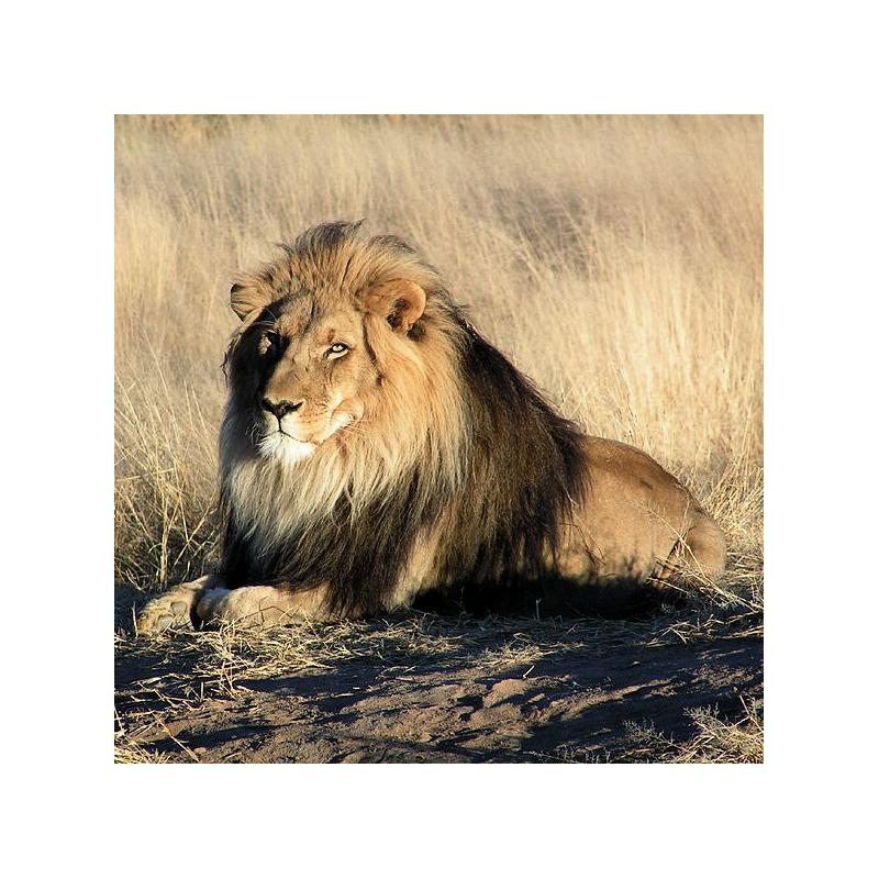 La diversité des lions | Agence Science-Presse