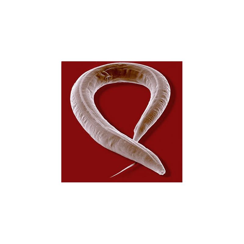 Petit ver, gros cerveau | Agence Science-Presse