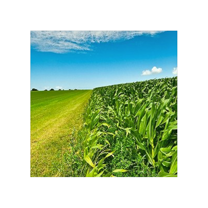 Éthanol : la génération verte | Agence Science-Presse