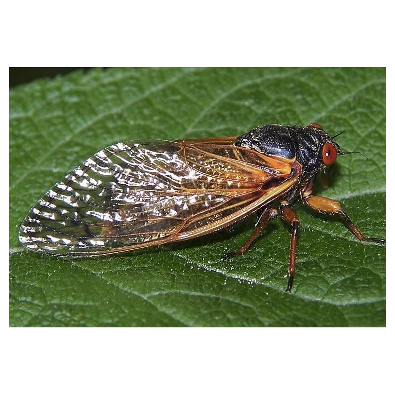 Les cigales qui savent compter | Agence Science-Presse