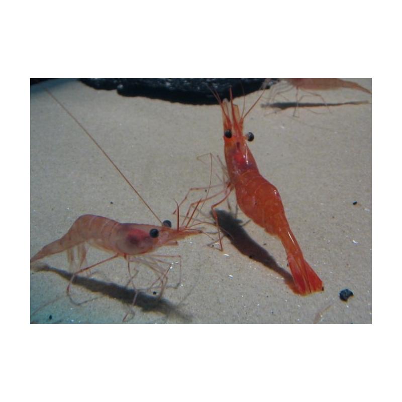 Les grands changements de la petite crevette | Agence Science-Presse