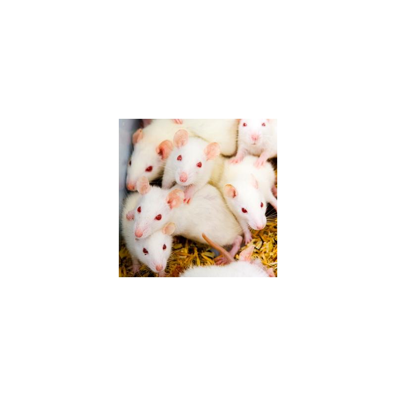 Un syndicat pour les rats de laboratoire? | Agence Science-Presse