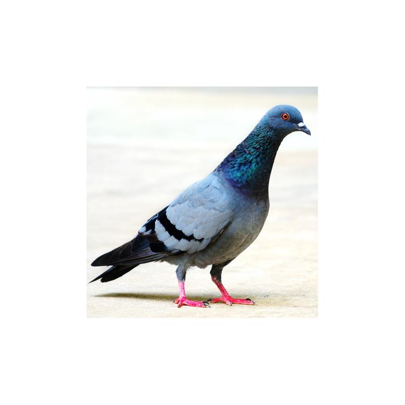 Intelligent comme un pigeon | Agence Science-Presse