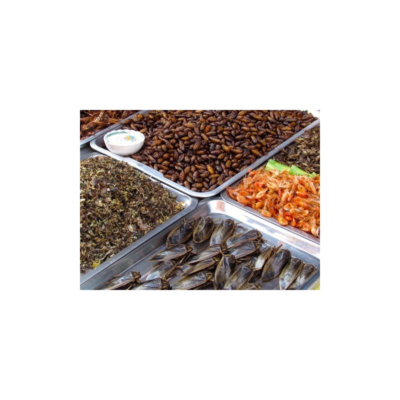 Ils sont bons, mes insectes? | Agence Science-Presse