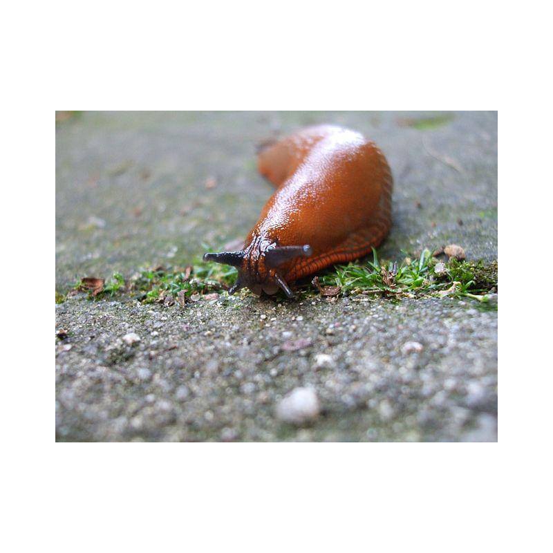 La limace qui mange des oiseaux | Agence Science-Presse