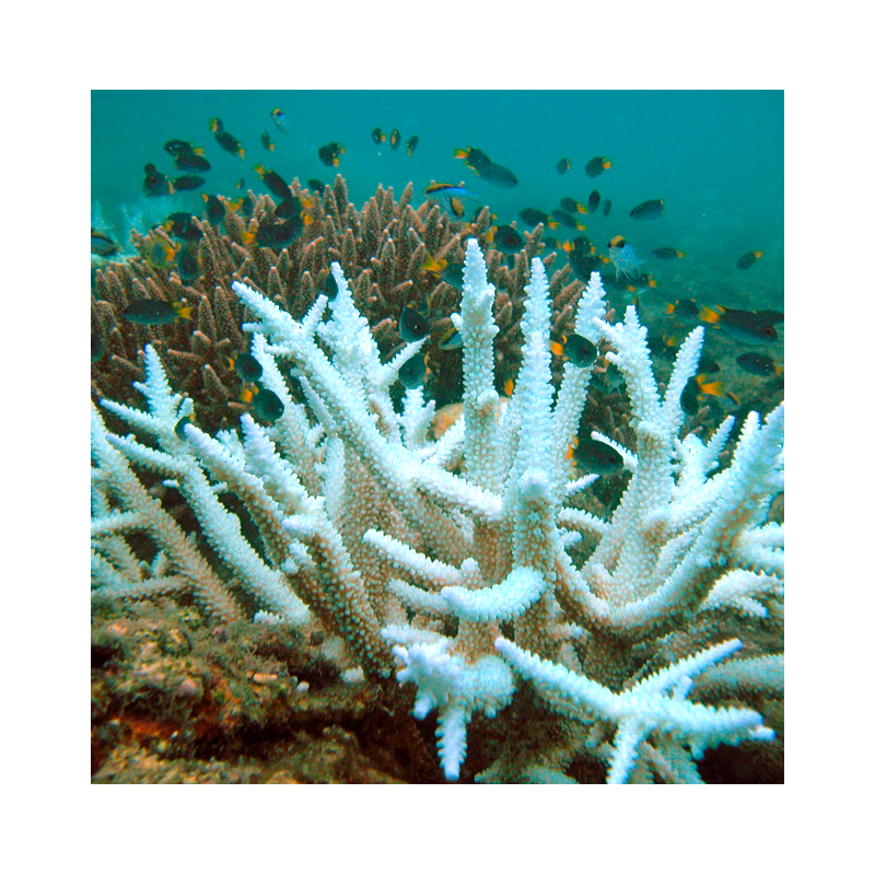 Le récif qui marche | Agence Science-Presse