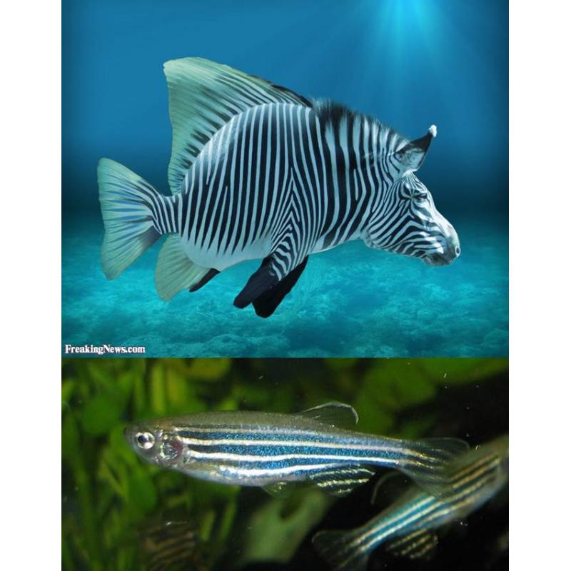 Le poisson-zèbre au secours des maladies génétiques | Agence Science-Presse