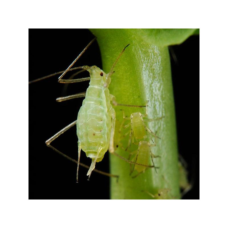 La bestiole qui se prend pour une plante | Agence Science-Presse