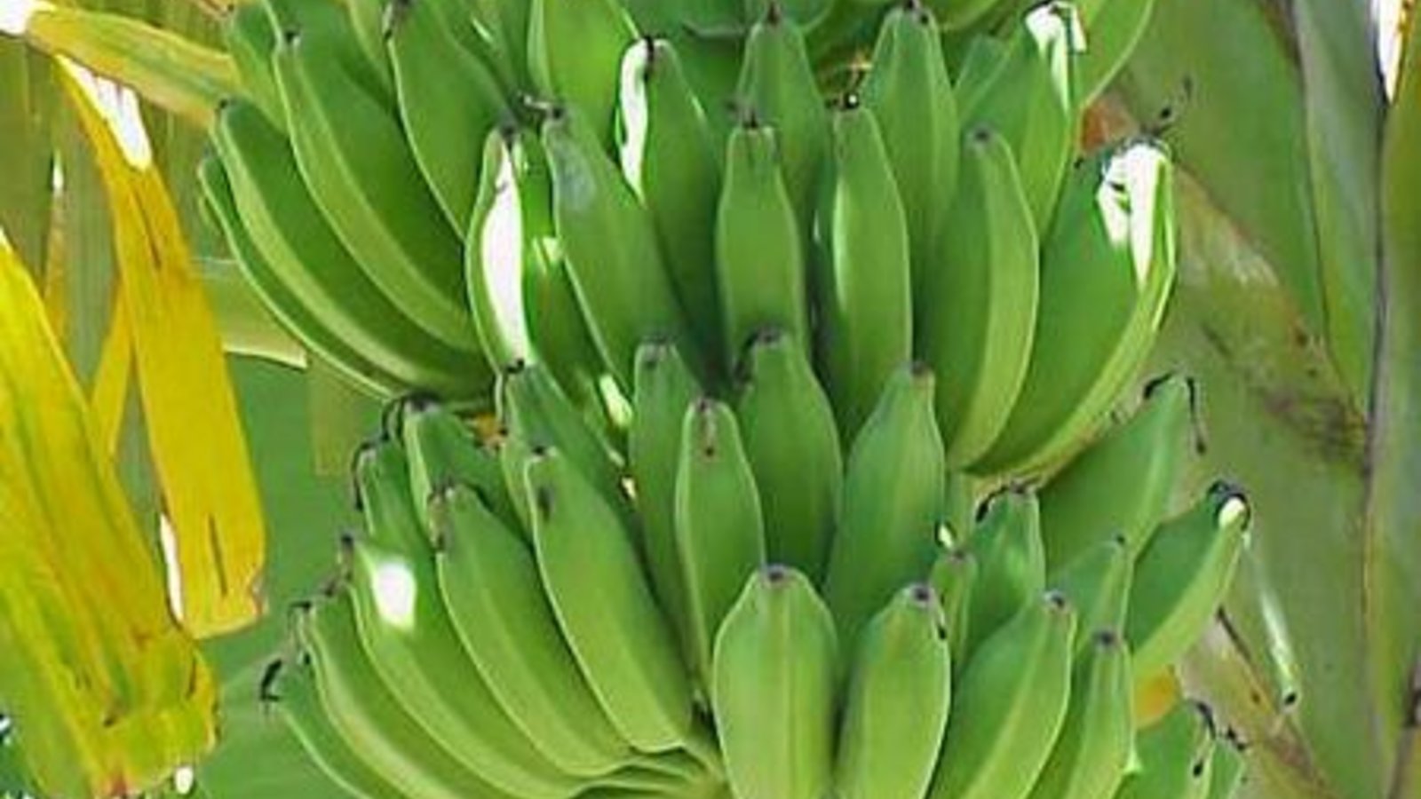 Le Chlordécone, poison des Antilles | Agence Science-Presse