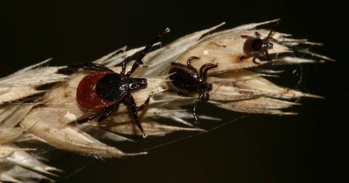 Les tiques, nouvelles habituées de la forêt québécoise | Agence Science ...