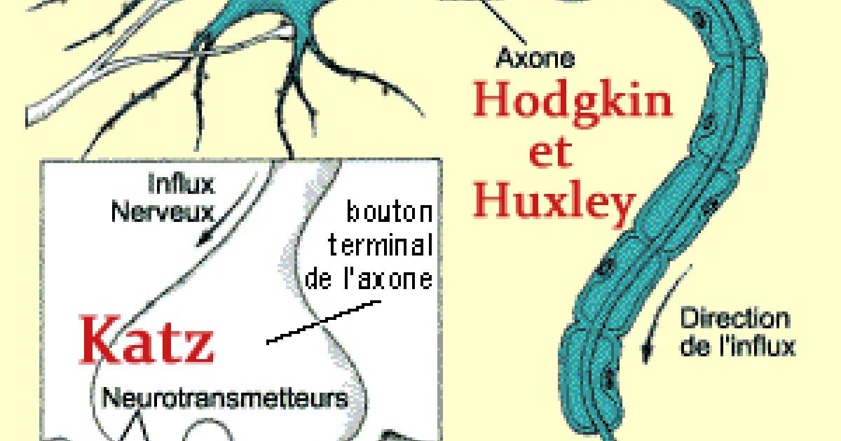 Trois découvertes des années 1950 à la base des neurosciences ...