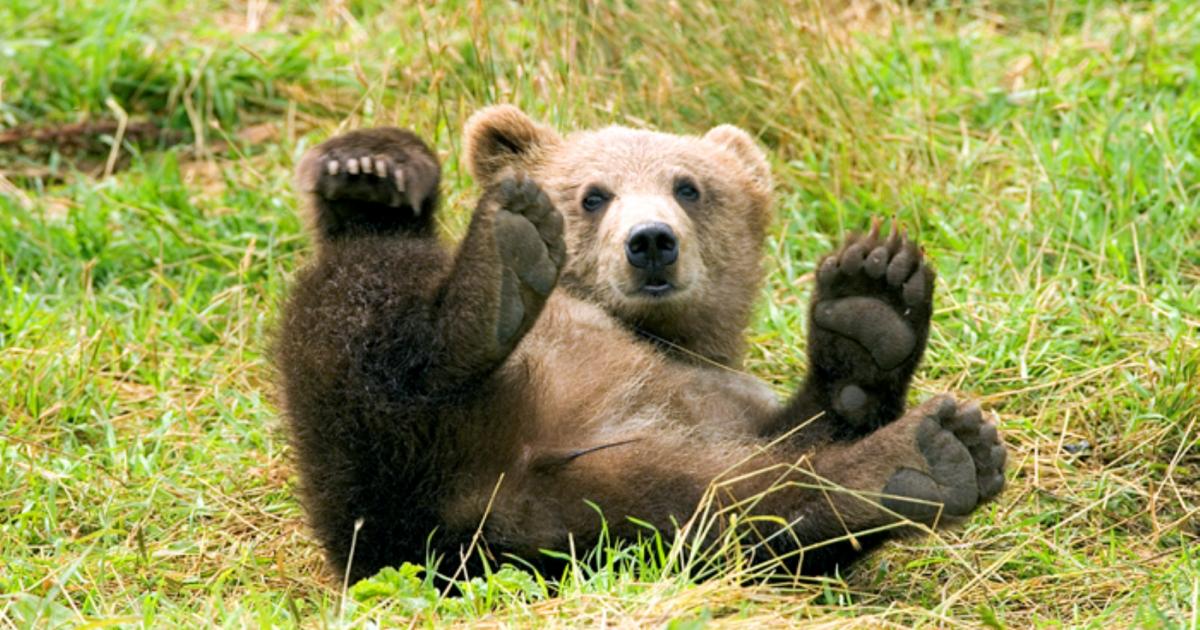 Le grizzli qui teste des glacières | Agence Science-Presse