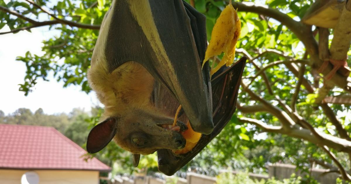 Sauvetage de roussettes | Agence Science-Presse