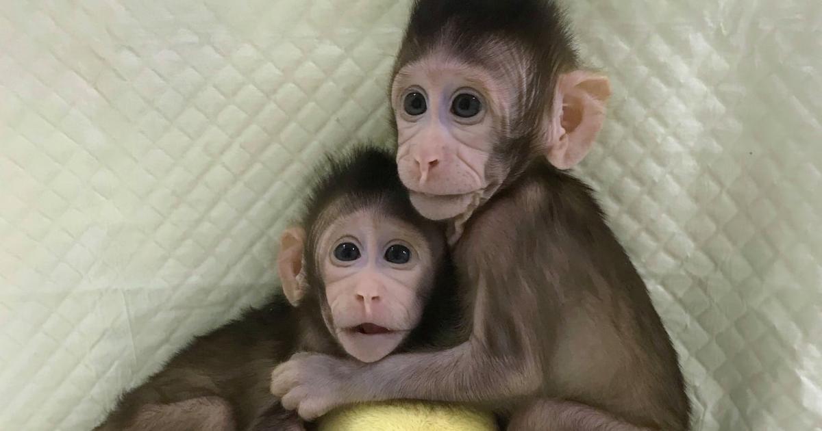 Bébés Ogm Singes Clonés La Chine Face à La Bioéthique Science