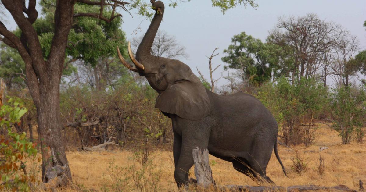 CSI: Éléphants | Agence Science-Presse