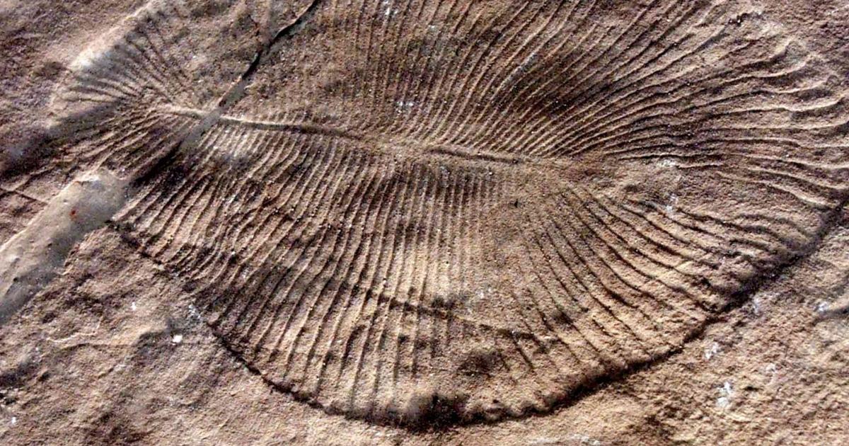 L’explosion du Cambrien: moins explosive qu’elle n’y paraît? | Agence ...