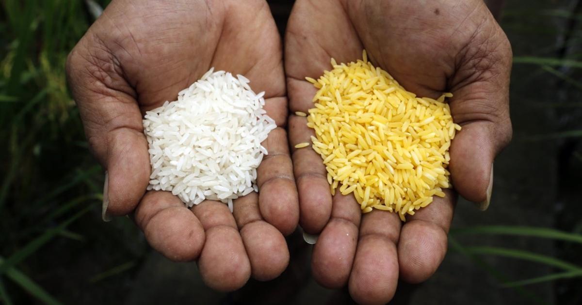 20 ans plus tard: le riz doré sur le point d’être approuvé? | Agence ...
