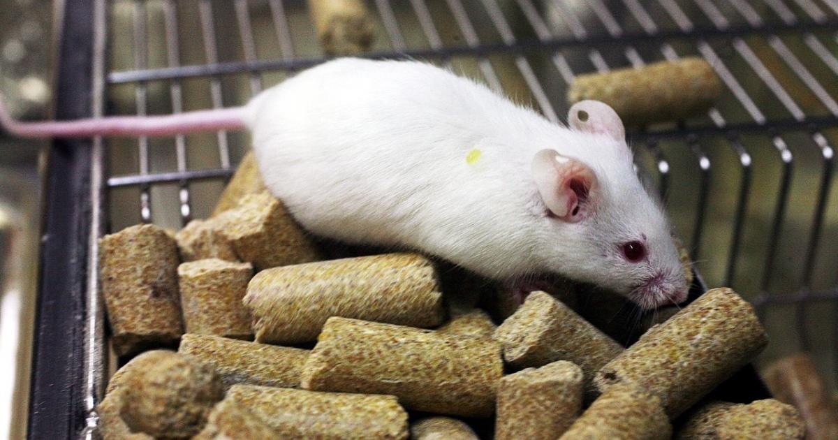 Animaux de labo: tous les cobayes sont-ils égaux? | Agence Science-Presse