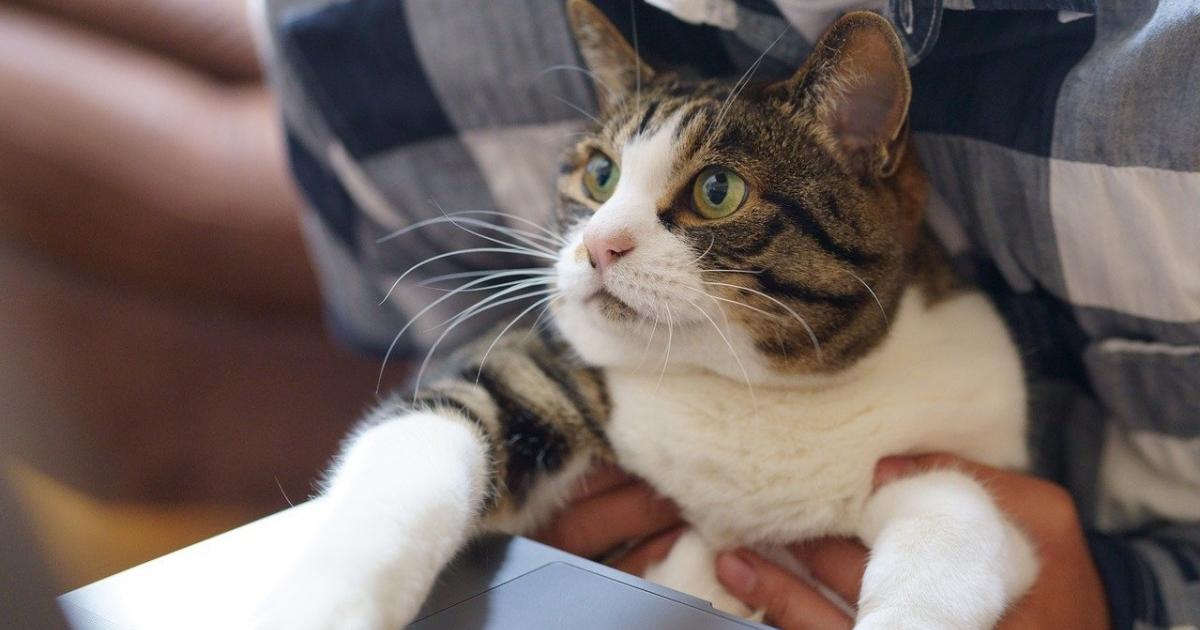 Les cerveaux des chats, pour comprendre les nôtres? | Agence Science-Presse