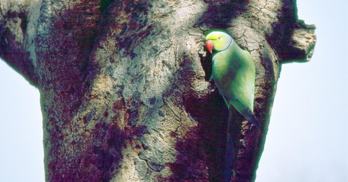 L’invasion des perruches | Agence Science-Presse