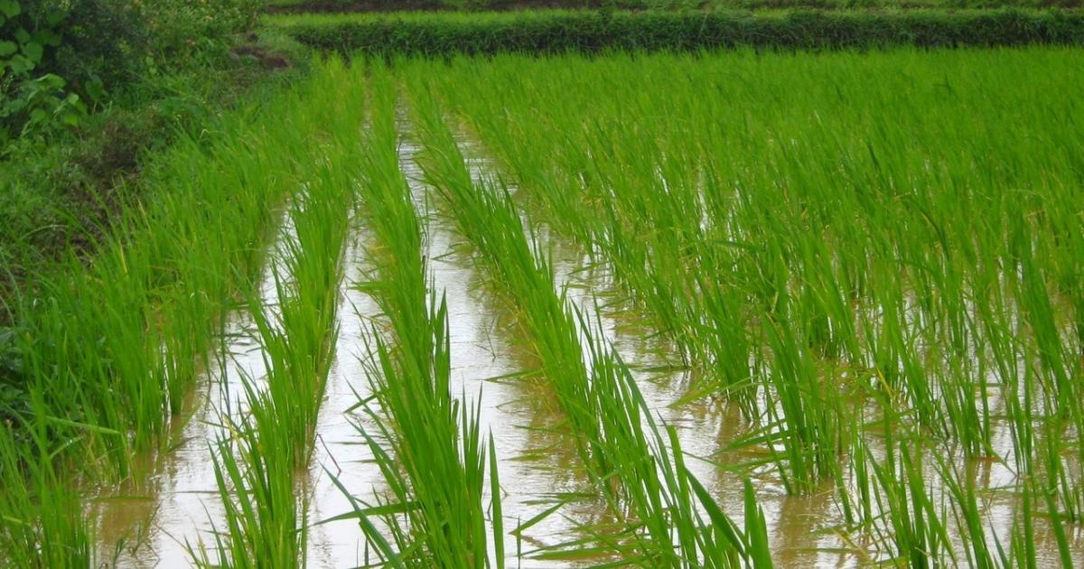 Un million d’années de moussons | Agence Science-Presse