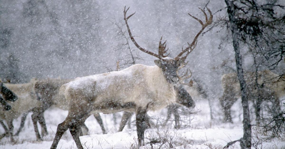 Caribous forestiers québécois: le décret d’urgence les sauvera-t-il ...