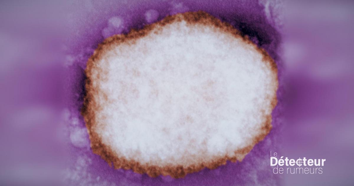 Oui, on pouvait prévoir la variole du singe | Agence Science-Presse