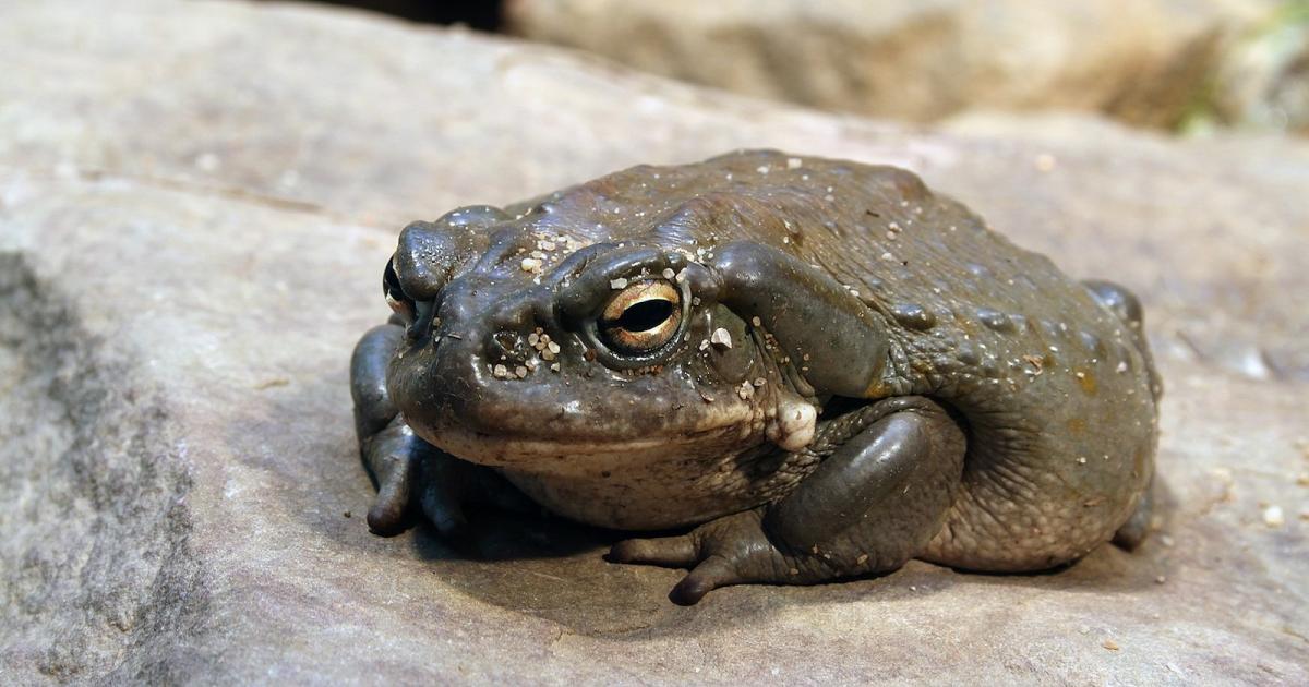 Veuillez ne pas lécher ce crapaud | Agence Science-Presse