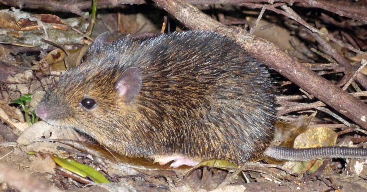 Le rat sans chromosome Y | Agence Science-Presse