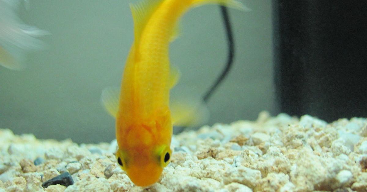 Une cellule pour aider à faire la lumière sur l'évolution des réflexes ...