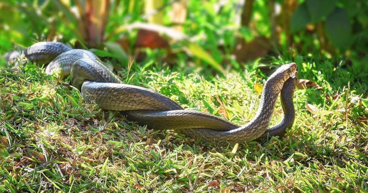 Le clitoris des serpents | Agence Science-Presse