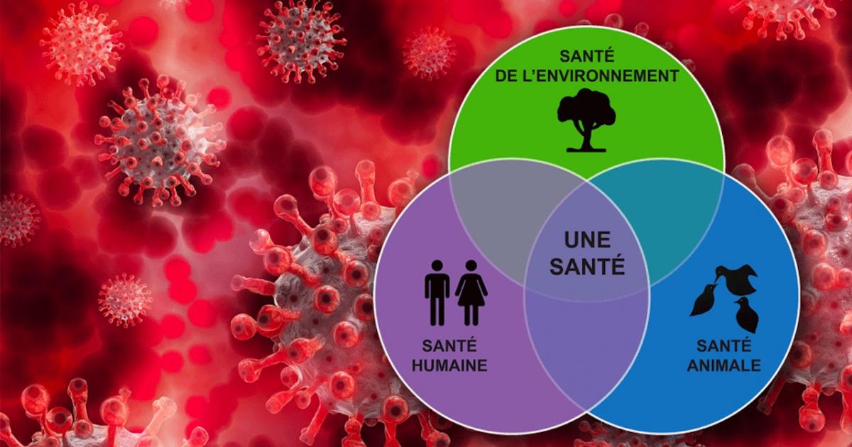 Une seule santé, des humains aux animaux | Agence Science-Presse