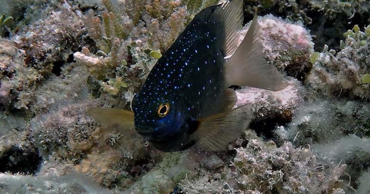 Les rats qui font fuir les poissons | Agence Science-Presse