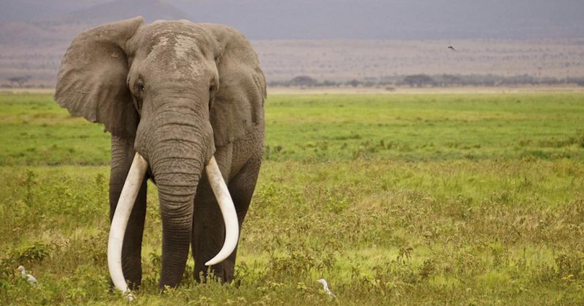 Les abeilles et les éléphants | Agence Science-Presse