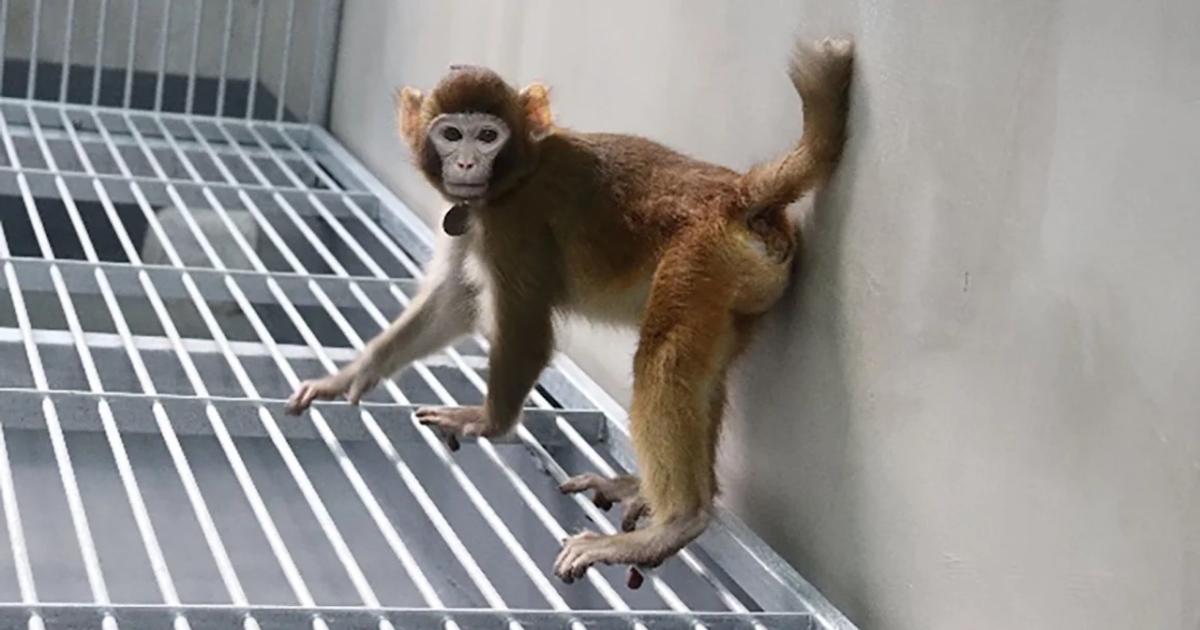 Clonage: après un singe, un humain? | Agence Science-Presse