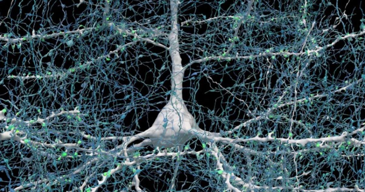 Quand des reconstitutions spectaculaires des neurones du cortex humain ...