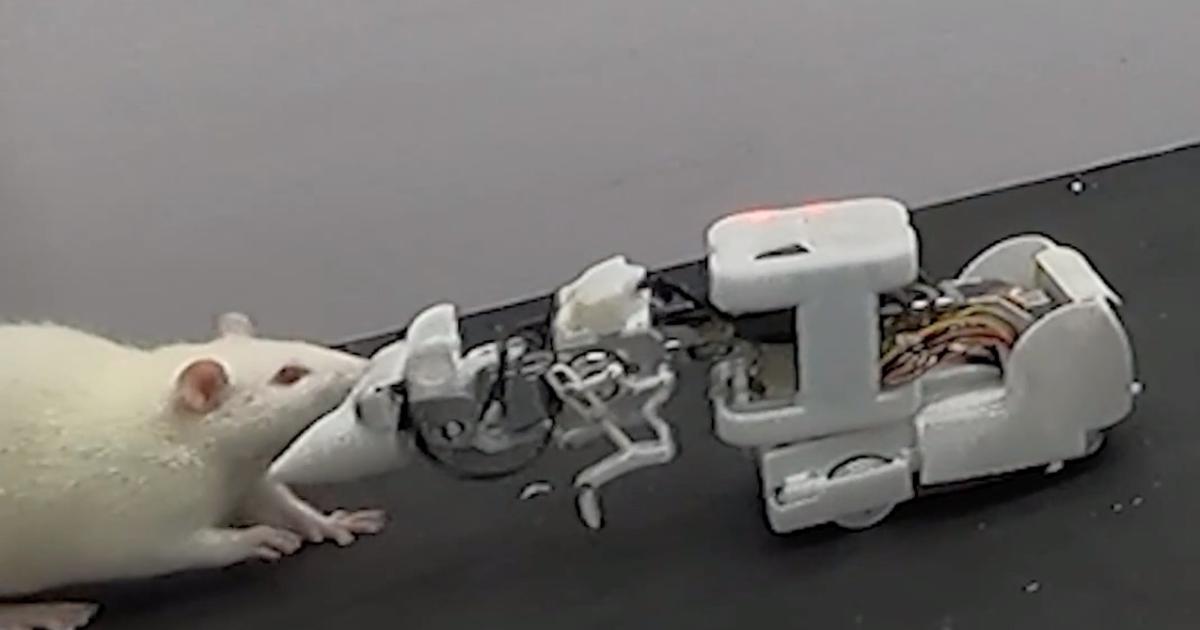 Ce rat est un robot | Agence Science-Presse