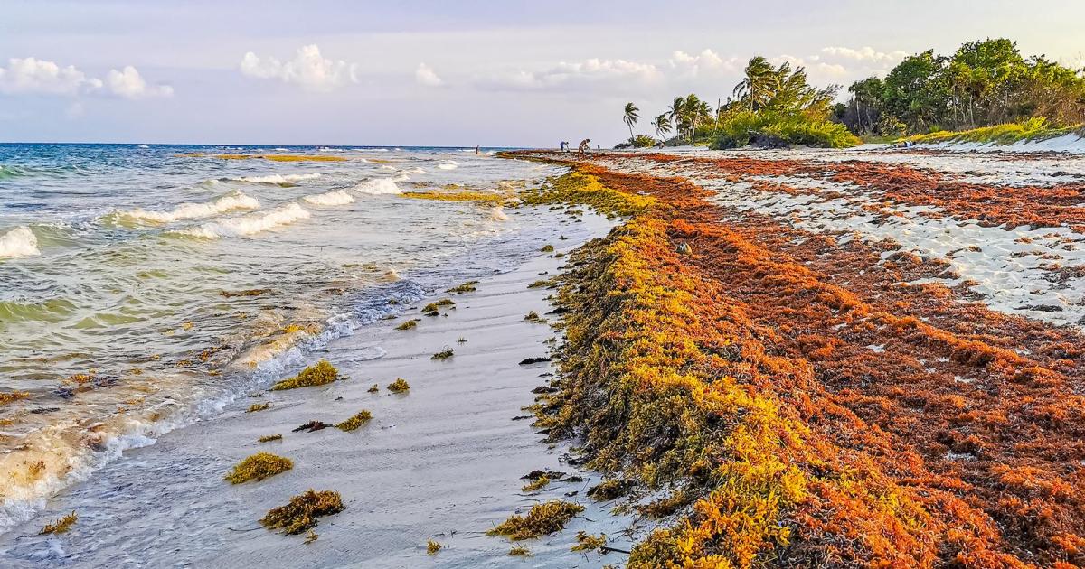 Les algues brunes qui envahissent la Floride | Agence Science-Presse