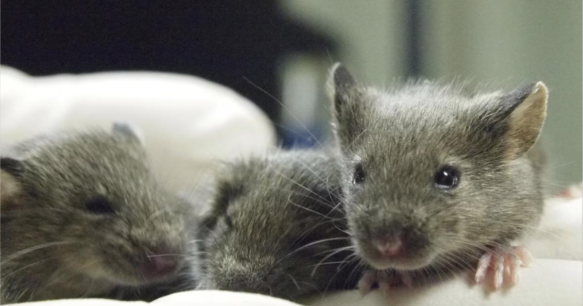 Au-delà de ce clonage, votre animal n’est plus sous garantie | Agence ...