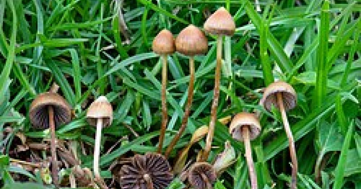 Dernière présentation, psilocybine et IA pour inaugurer l’été | Agence ...