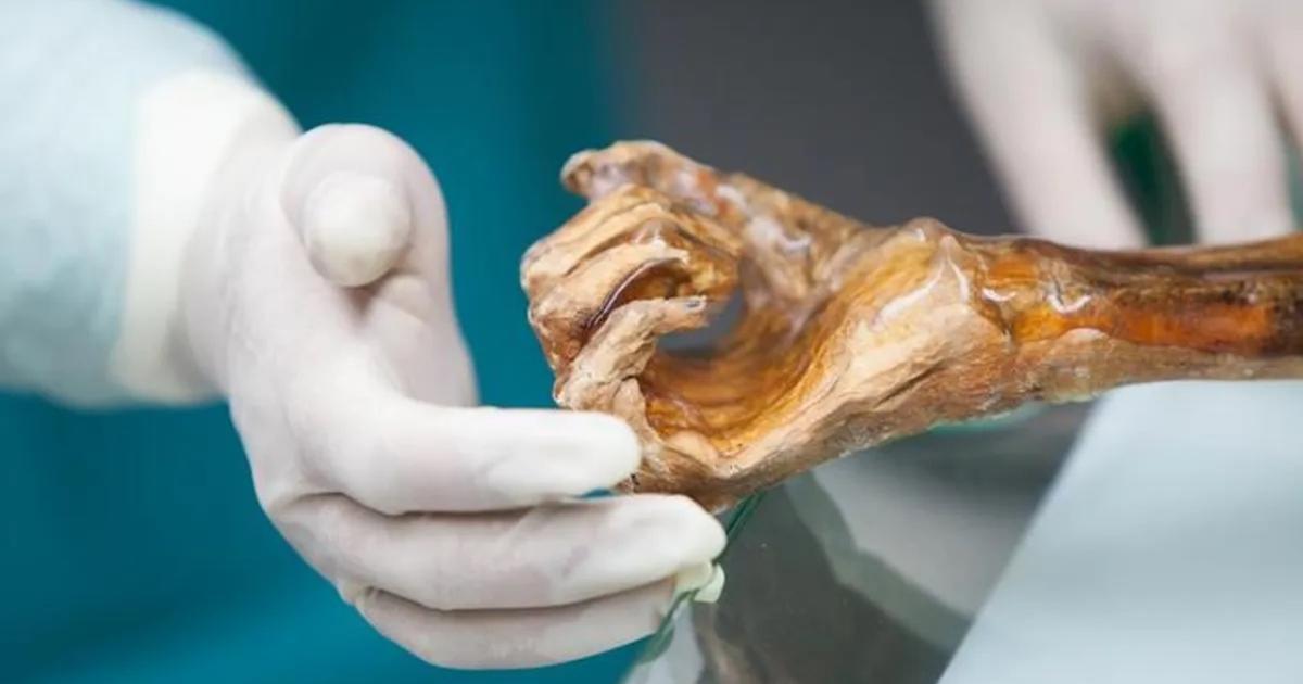 L’homme des glaces et son champignon des glaces | Agence Science-Presse