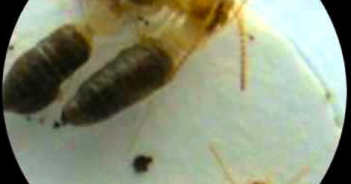 Termites explosives | Agence Science-Presse